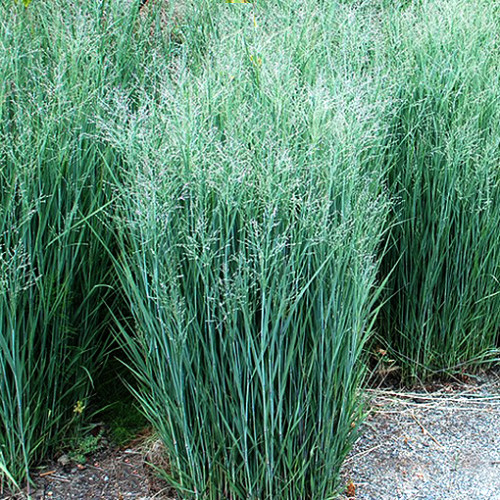 Late Summer-Early Fall Bloomers - Nature's Perspective Landscaping