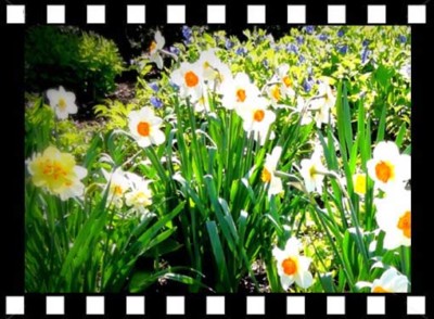 Tips for a Picture-Perfect Spring Display - Nature's Perspective ...