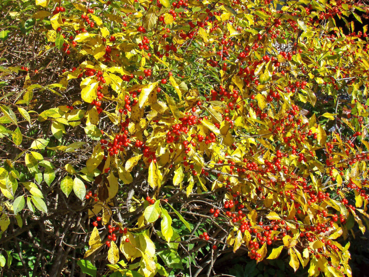 Plants with Winter Interest - Nature's Perspective Landscaping