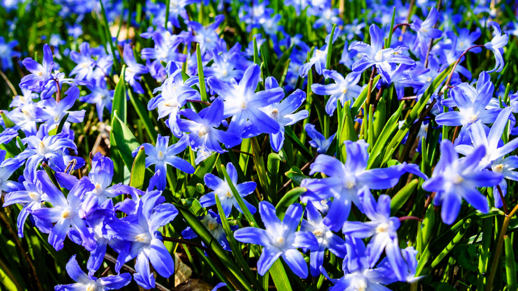 Minor Bulbs: Great Spring Color & Deer/Rabbit Resistance - Nature's ...