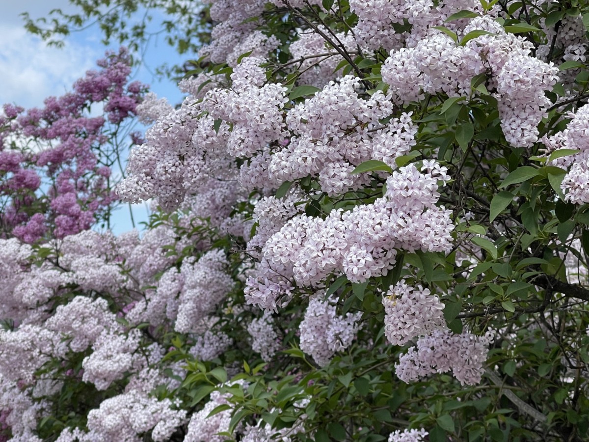 Trees & Shrubs: Seven Spring Standouts - Nature's Perspective Landscaping